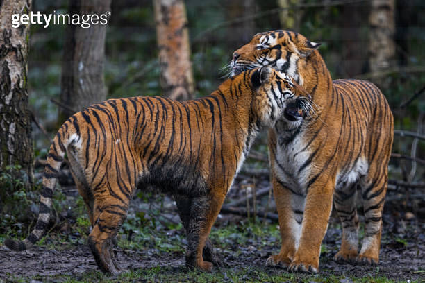 Interaction between two tigers in the forest 이미지 (1370319884) - 게티이미지뱅크