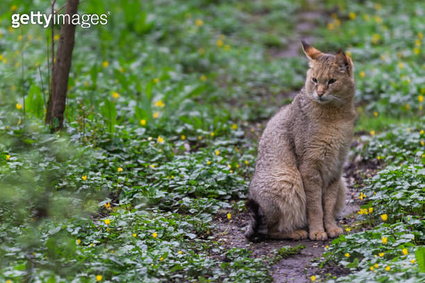 Portrait of a swamp cat in the forest 이미지 (1390821945) - 게티이미지뱅크