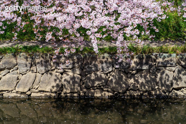 A row of cherry blossom trees along the Motoara River in Saitama ...