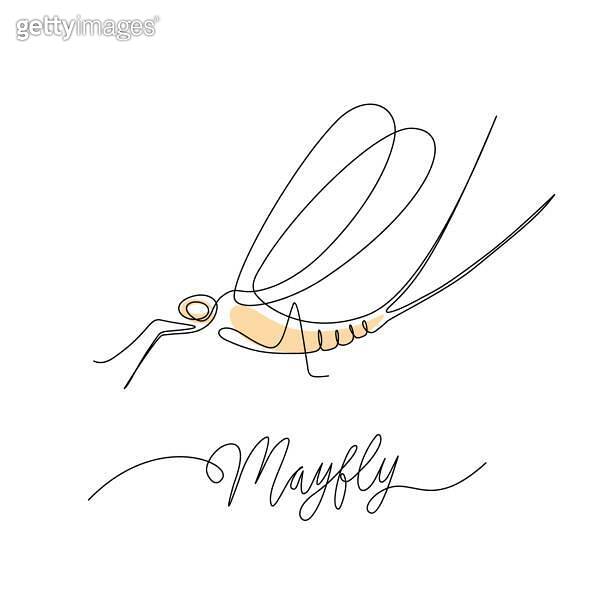 Single line drawing of a mayfly, isolated on a white background. vector ...