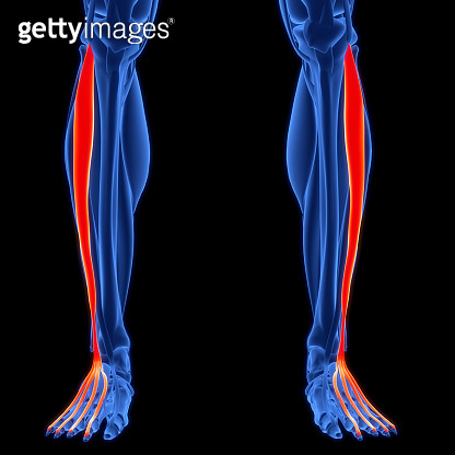 Human Muscular System Leg Muscles Extensor Digitorum Longus Muscles ...