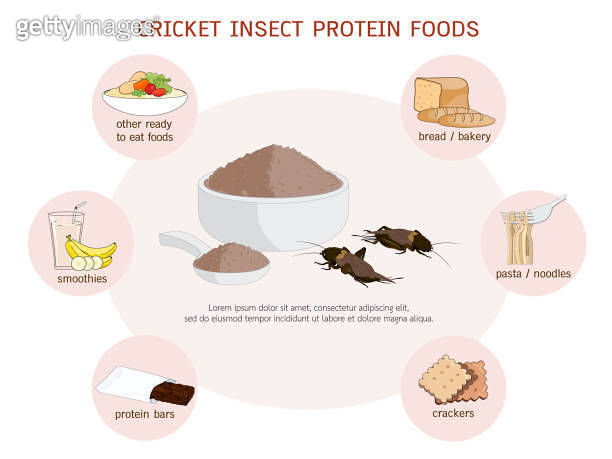 Crickets powder or Gryllus Bimaculatus. Insects powder as food edible ...