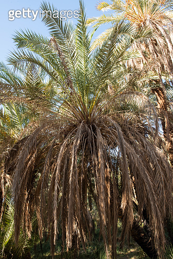 Closeup view of large date palm tree on farm plantation 이미지 (1452132992 ...
