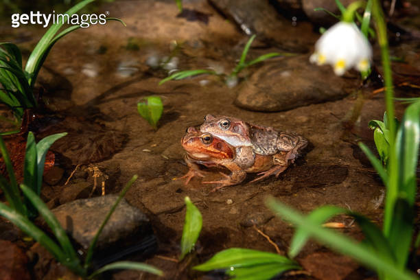 Pair of Common frogs (rana temporaria) in the pond in the sunny ...