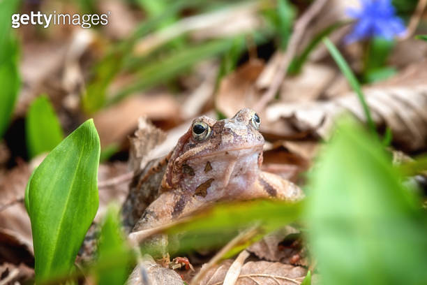 Common frog (rana temporaria) in the sunny flowering spring forest ...