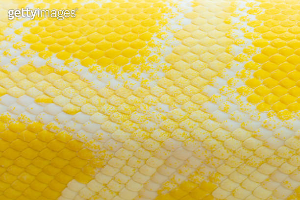 yellow snake scale texture,Golden python scale texture,close up view of ...