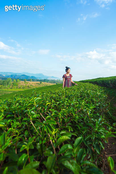 Tea plantation and hill tribe girls,Young girl collecting tea leaves in ...