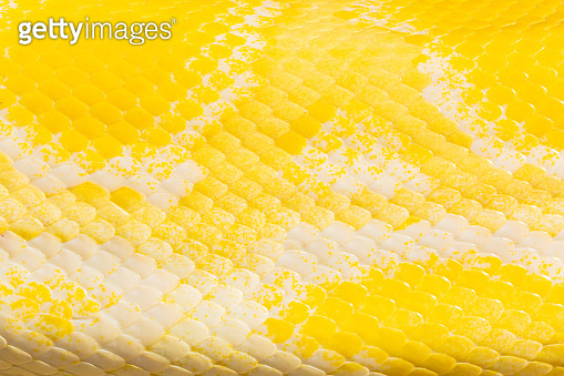 Yellow snake skin texture,Leather products. Yellow leather,Snake skin ...