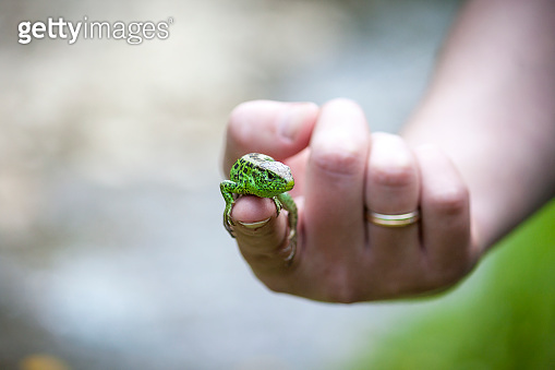 Sand green lizard in human hand without tail. 이미지 (1401802410) - 게티이미지뱅크
