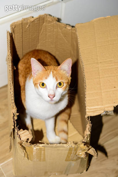 A white-orange cat playing in the cardboard box 이미지 (1414744915) - 게티이미지뱅크