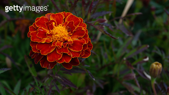 Close up french yellow marigold with nature vivid color. A single ...