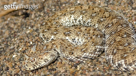 Namaqua dwarf adder (Bitis schneideri) is a species of venomous snake ...