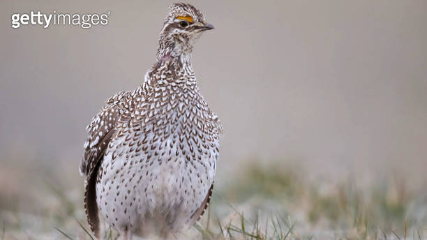 sharp-tailed grouse, also known as the sharptail or fire grouse ...