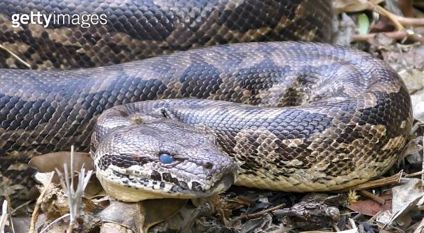 Dumeril's boa (Acrantophis dumerili) from Madagascar 이미지 (1449081283 ...
