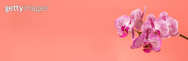 Orchid flower on a pink background. Summer and spring backgrounds ...