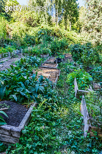 Seattle Pea Patch 4 (1425231907) - 게티이미지뱅크