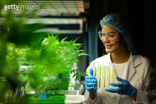 Scientist at cannabis farm with extracted cannabis oil Among the ...