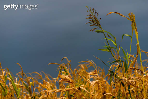 Dry corn stalk field plant blue sky harvest Moldova Agricultural autumn ...