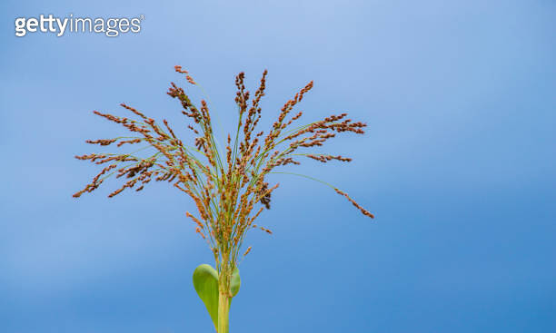 Dry corn stalk field plant blue sky harvest Moldova Agricultural autumn ...