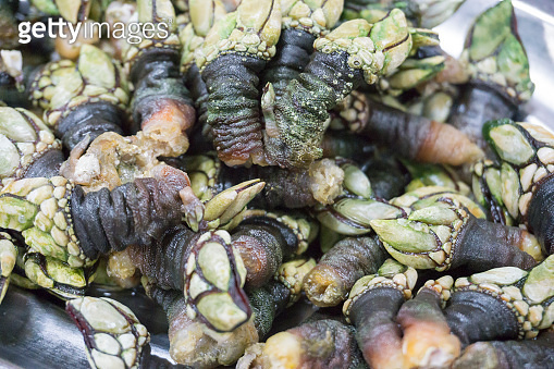 Percebes - Spanish Gooseneck Barnacles (1430778533) - 게티이미지뱅크