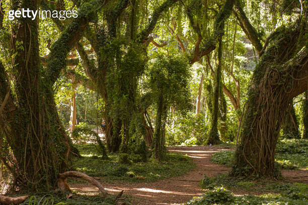 Panoramic scene from Hana forest in Maui, Hawai, 2022 이미지 (1370018615 ...