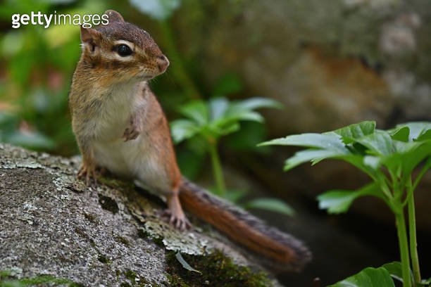 Chipmunk with raised paw 1 (1404048265) - 게티이미지뱅크