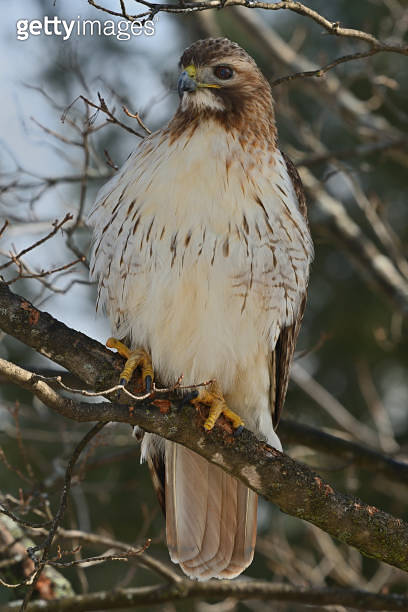 Red-tailed hawk in tree, front view 이미지 (1384592945) - 게티이미지뱅크