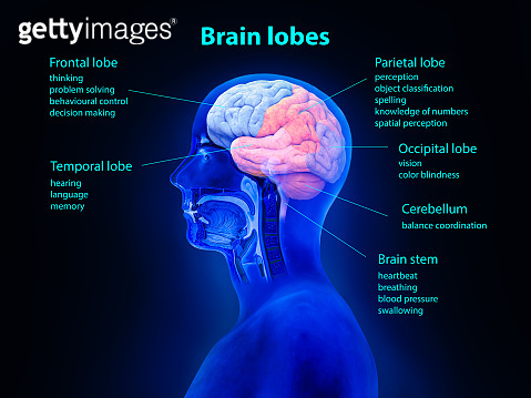 Brain Anatomy concept. Brain lobes, vision, digital human brain. Neural ...