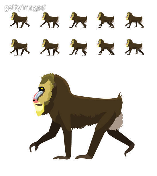 Animal Animation Primate Monkey Baboon Mandrill Moves Frame Sequence ...