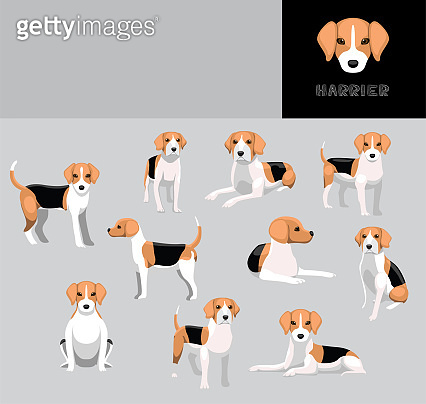 Dog Harrier Cartoon Vector Illustration Color Variation Set (1397821879 ...