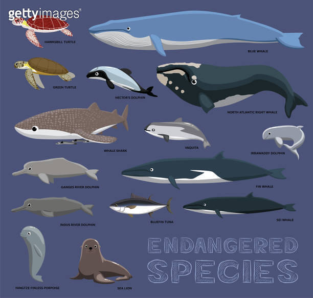 Sea and River Endangered Species Cartoon Animal Cute Vector ...