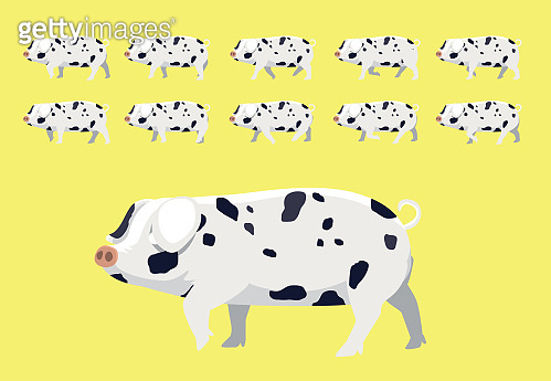 Pig Gloucester Old Spot Walking Animation Cartoon Vector Illustration ...