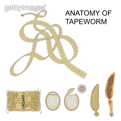 Structure of tapeworm. Vector illustration on isolated background 이미지 ...