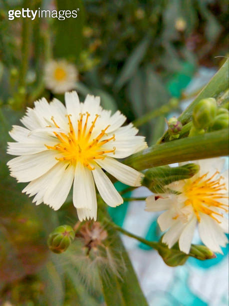 Flower mustard is one of the species of the mustard-sawian tribe. 이미지 ...