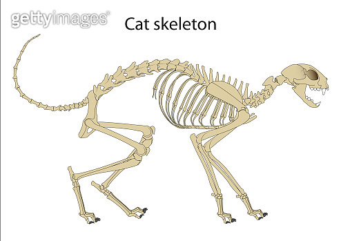 Cat Skeleton Anatomy. Side view 이미지 (1364904249) - 게티이미지뱅크