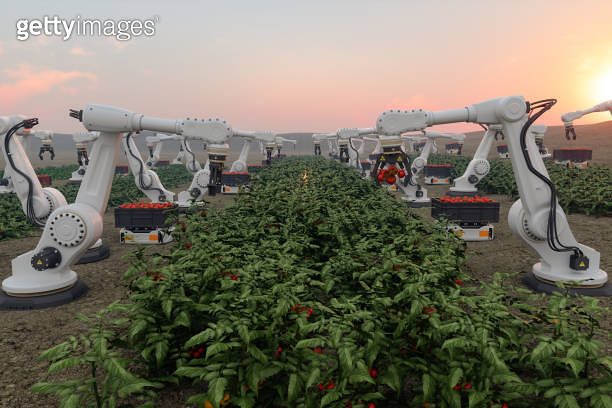 Modern Smart Farming With Robots Harvesting Vegetables In The Farm 이미지 (1368985210) - 게티이미지뱅크