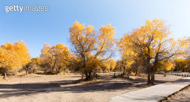The golden leaves of poplar(Huyang) trees (1368874095) - 게티이미지뱅크