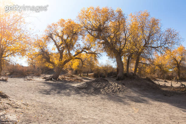 The golden leaves of poplar(Huyang) trees (1368874122) - 게티이미지뱅크