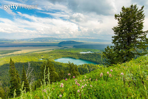 Rich green nature landscape with blue lake, flowers and pine tree ...