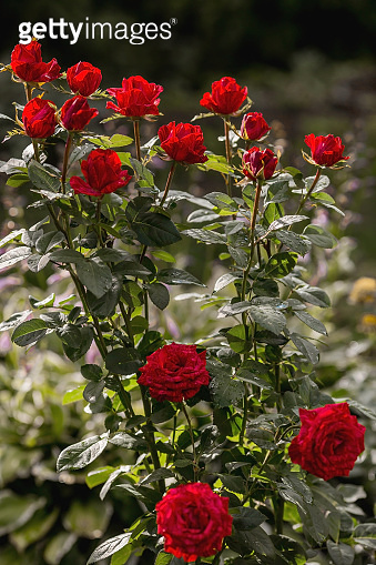 Striped red roses of a beautiful bright shade with dew at dawn ...