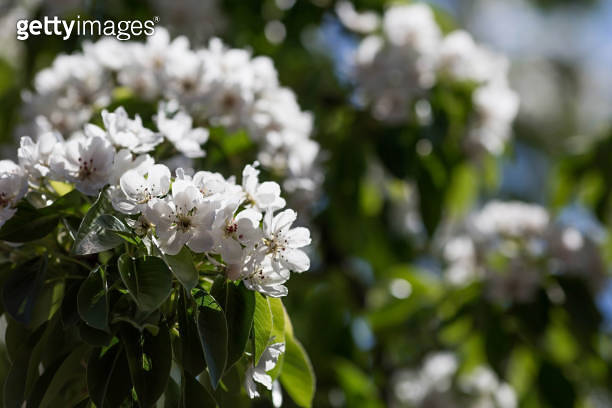 Pear flowers. Spring, nature wallpaper. Pear color in the garden ...