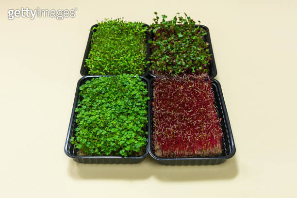 Four containers of growable microgreens. Green sprouts of sprouted ...