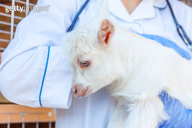 Young veterinarian woman with stethoscope holding and examining goat ...