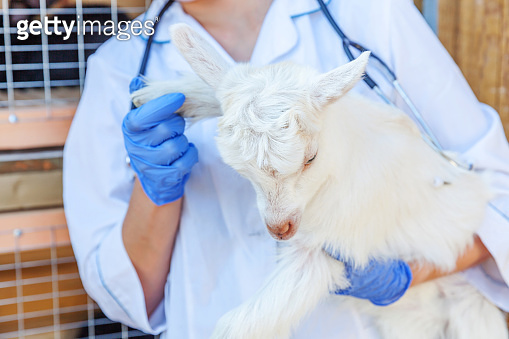 Young veterinarian woman with stethoscope holding and examining goat ...