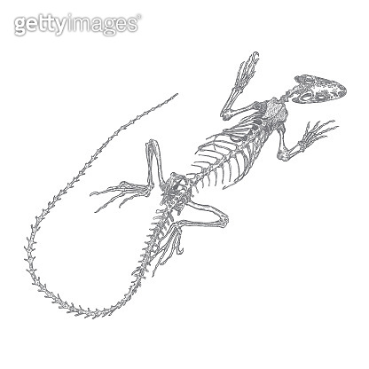 Iguana lizard skeleton and skull. Stylized drawing of lizard bones ...