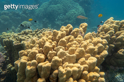 Colorful; picturesque coral reef at the bottom of tropical sea; great ...