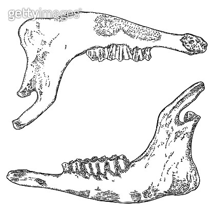 Sheep or goat jaw. Aged teeth bones. Farm, domestic animal freehand ...