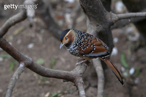 Spotted Laughingthrush, Ianthocincla ocellata, Nepal (1368019266) - 게티이미지뱅크