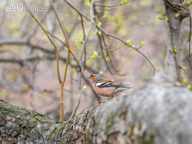 Common chaffinch, Fringilla coelebs, sits on a branch in spring on ...