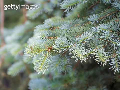 Branches of blue spruce with needles in the sunset light. The blue ...